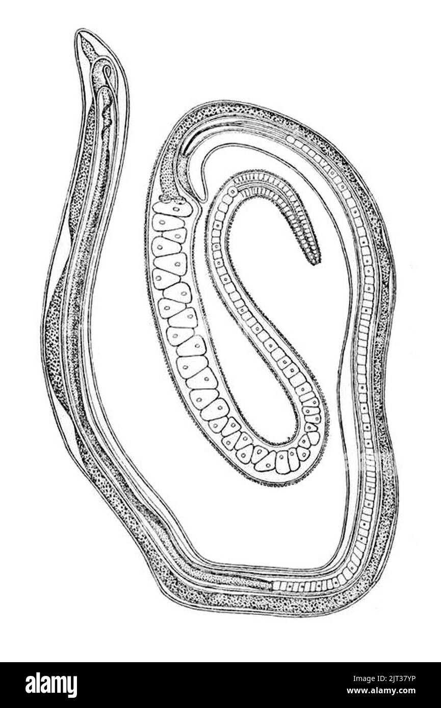 Trichosomoides crassicauda drawing in Hall 1916 Stock Photo - Alamy