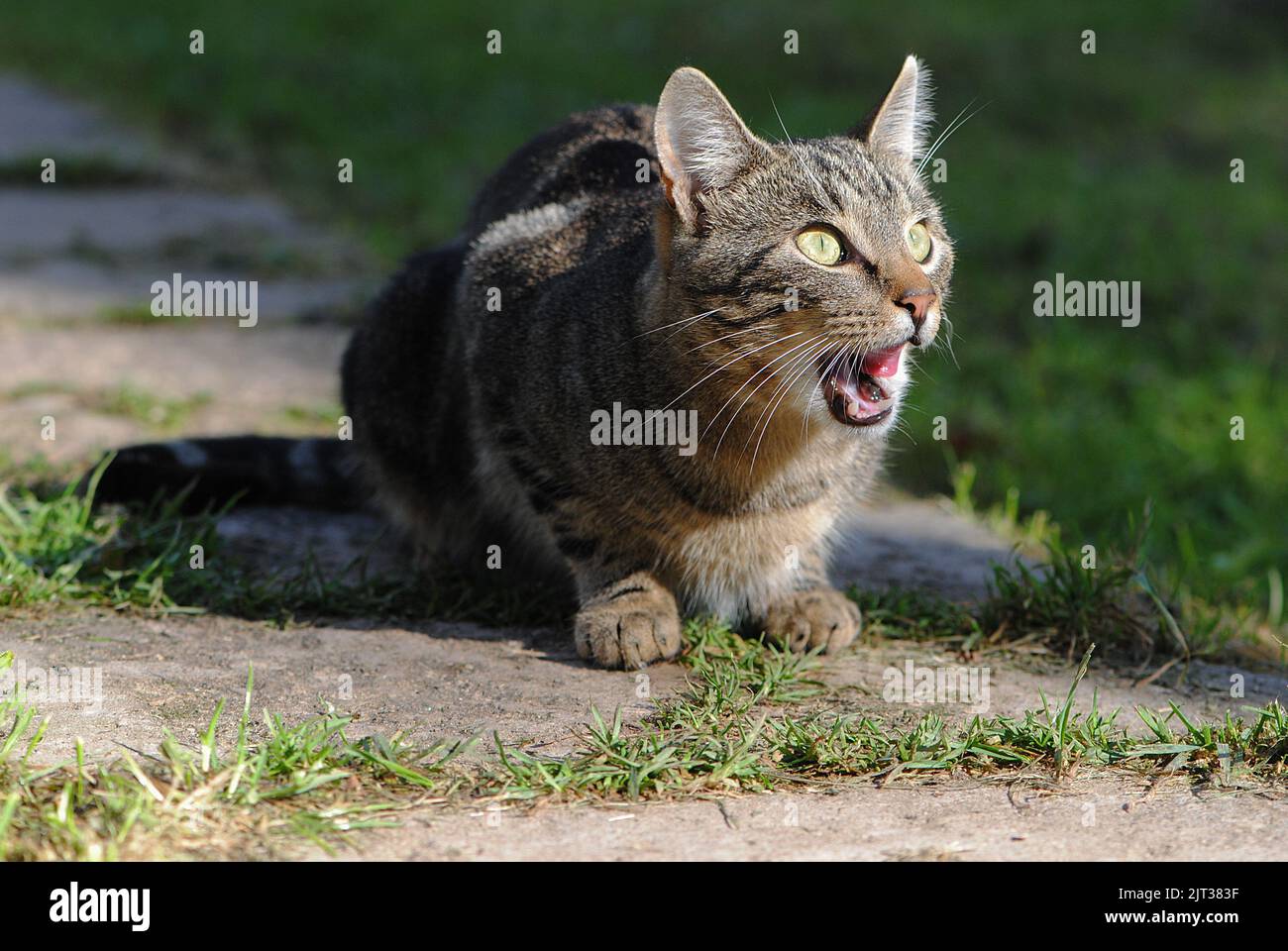 An angry looking hissing cat staring in a distance Stock Photo - Alamy