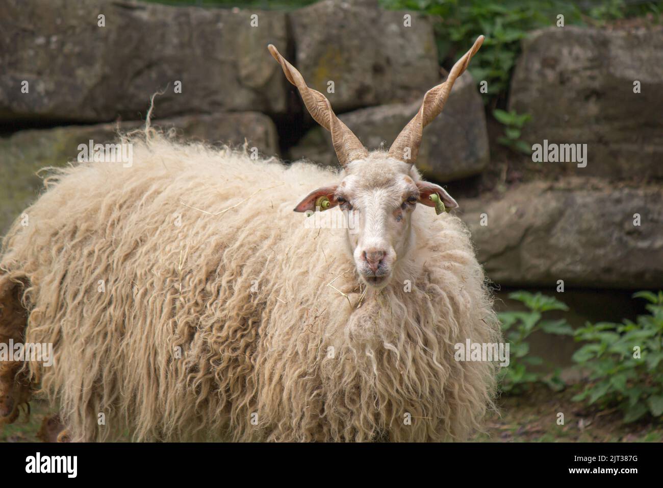 Racka hi-res stock photography and images - Alamy