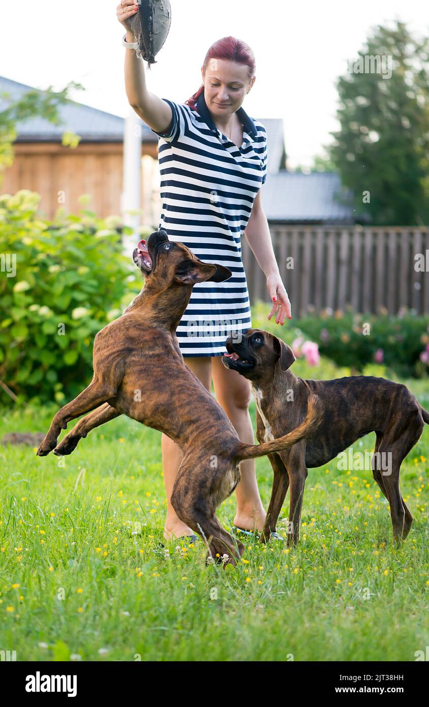 The woman owner playing with her two Boxer breed dogs in the yard ...