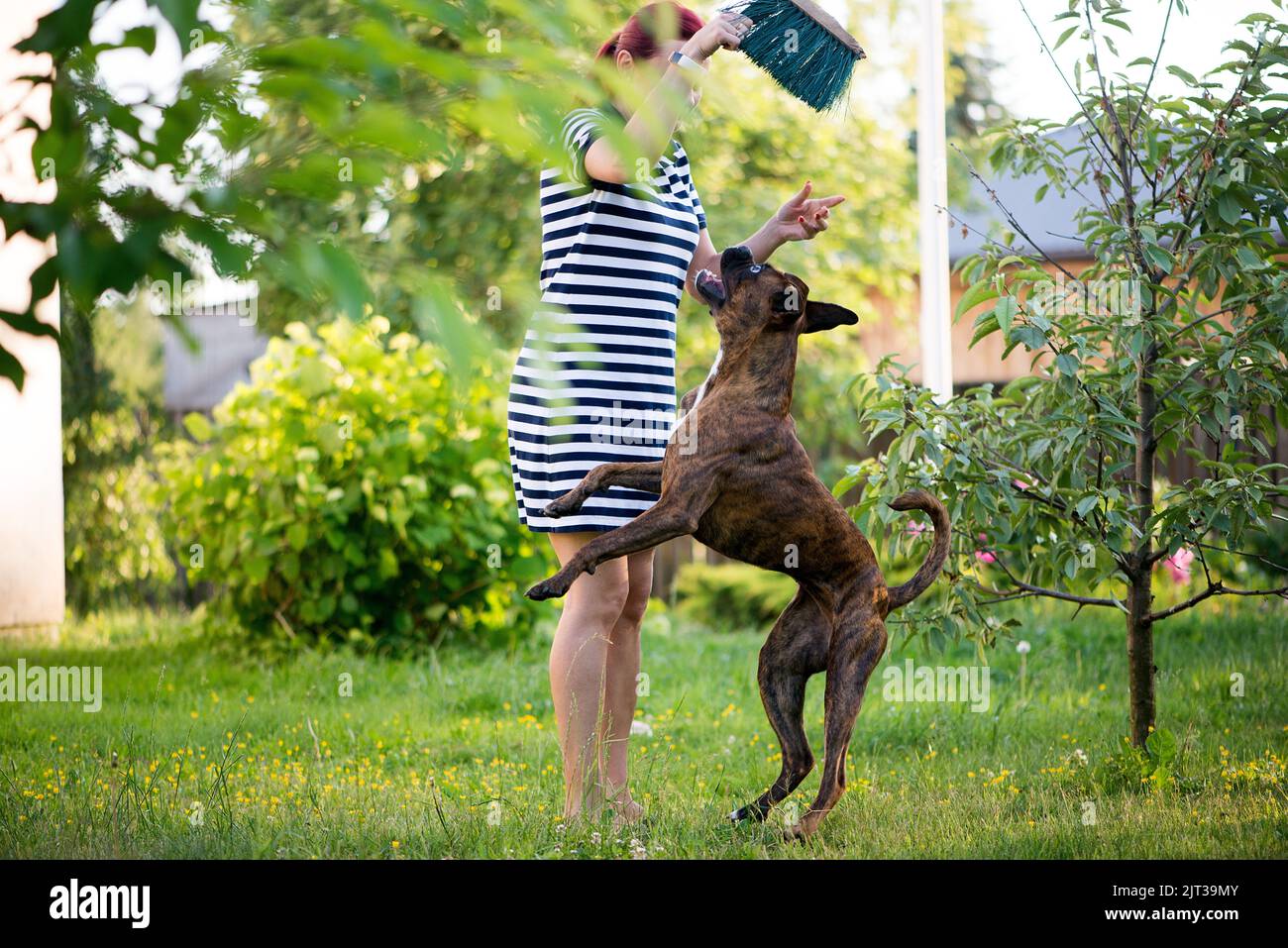 The woman owner playing with her Boxer breed dog in the yard Stock ...