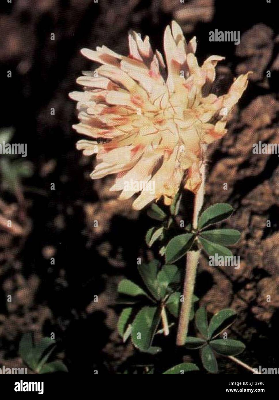 Trifolium macrocephalum hi-res stock photography and images - Alamy