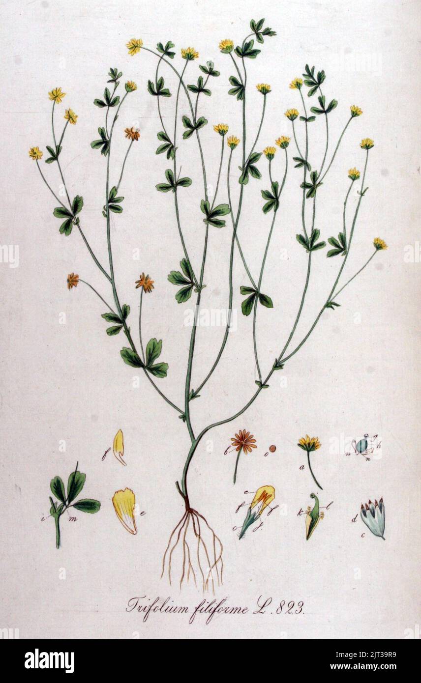 Trifolium filiforme — Flora Batava — Volume v11 Stock Photo - Alamy