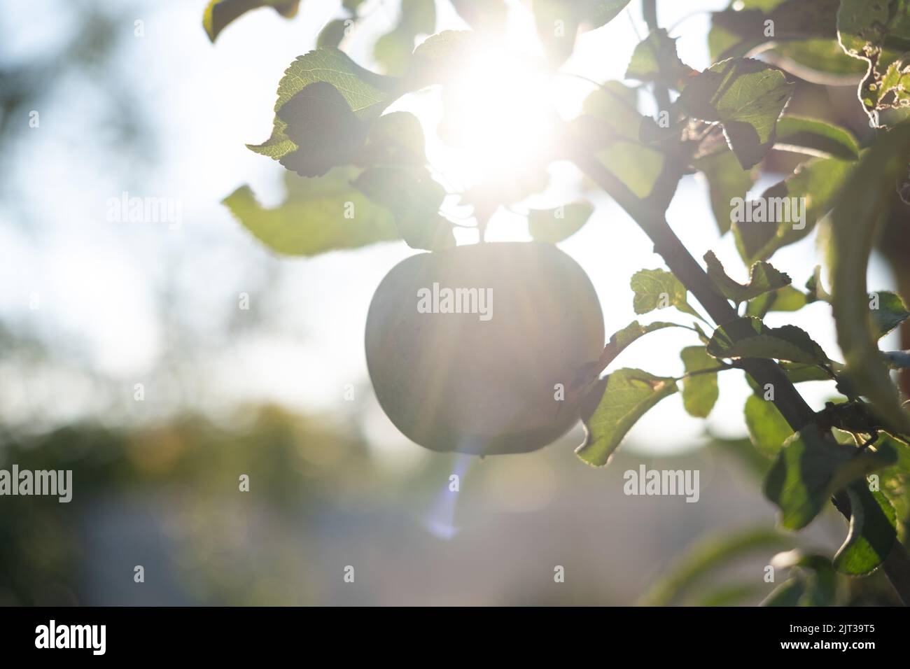 High stem apple tree hi-res stock photography and images - Alamy