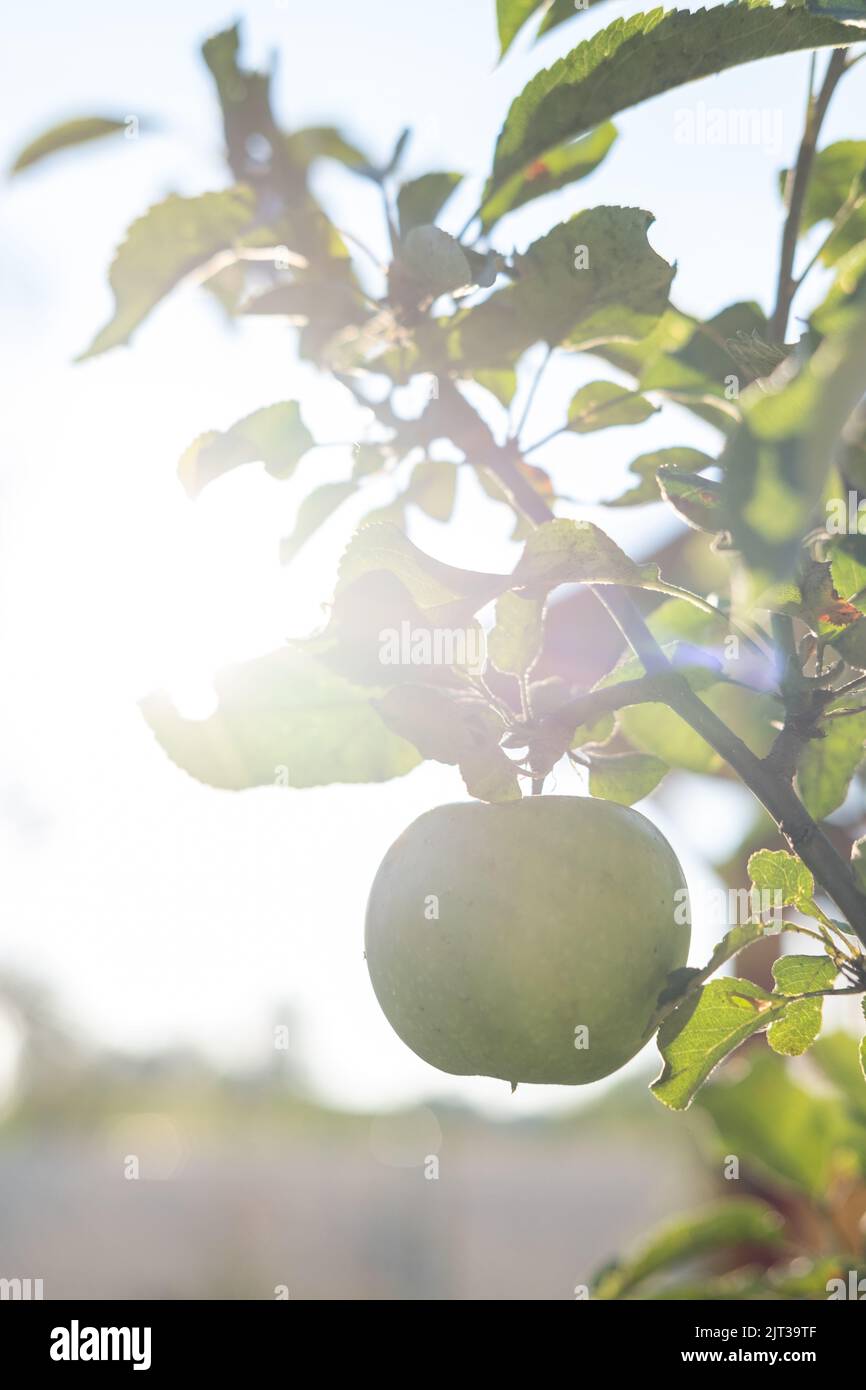 Growing apple in a tree with sun flare. High quality photo Stock Photo ...