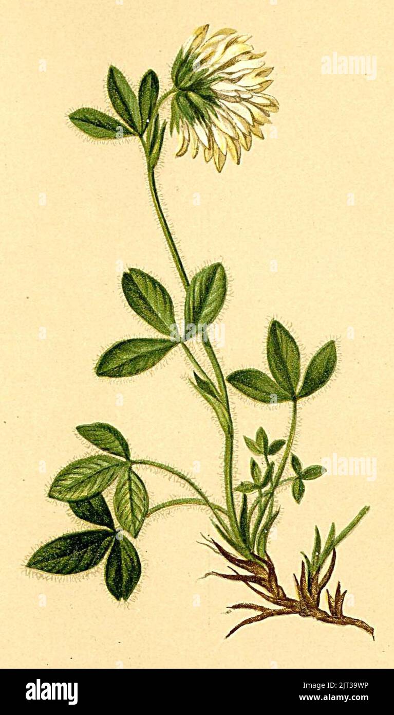 Trifolium noricum Atlas Alpenflora Stock Photo - Alamy