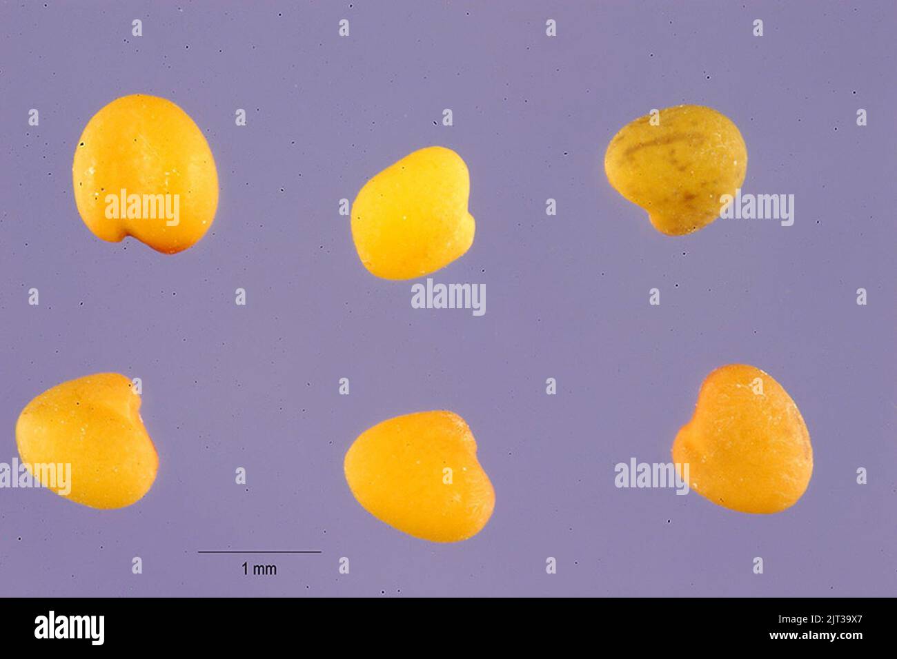 Trifolium polymorphum seeds 1 Stock Photo - Alamy