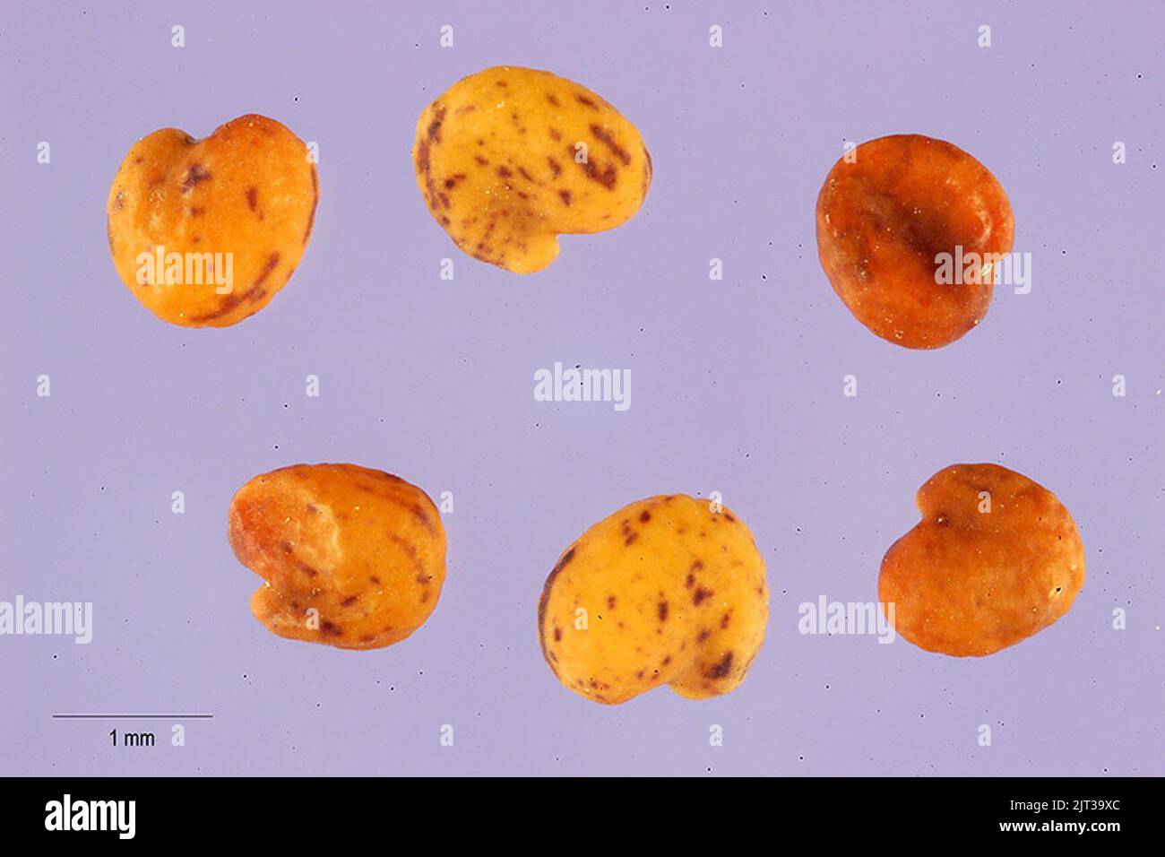Trifolium polymorphum seeds Stock Photo - Alamy