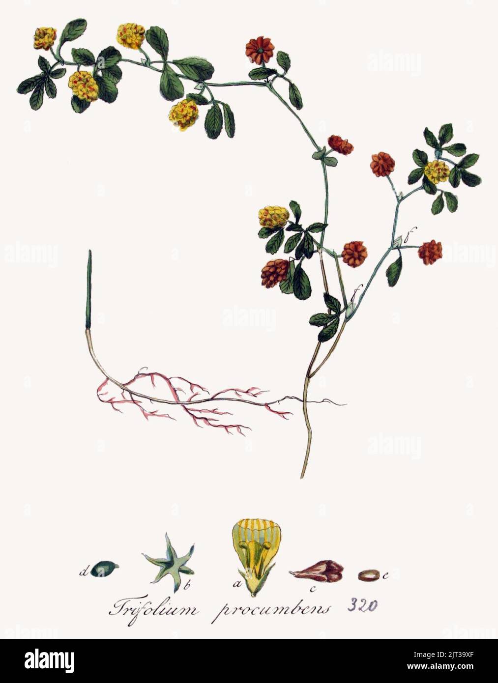 Trifolium procumbens — Flora Batava — Volume v4 Stock Photo - Alamy