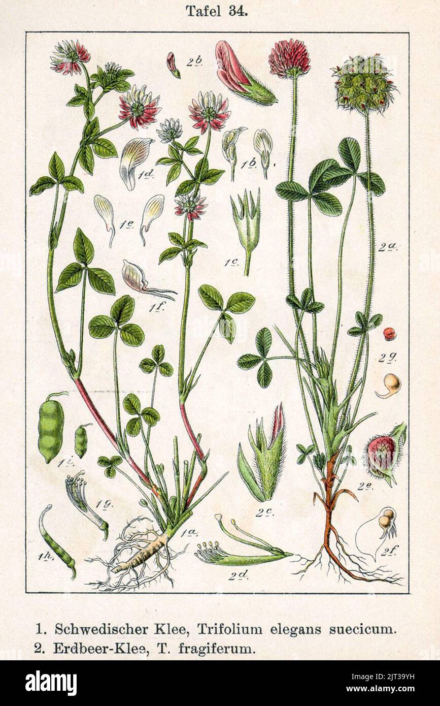 Trifolium spp Sturm34 Stock Photo - Alamy