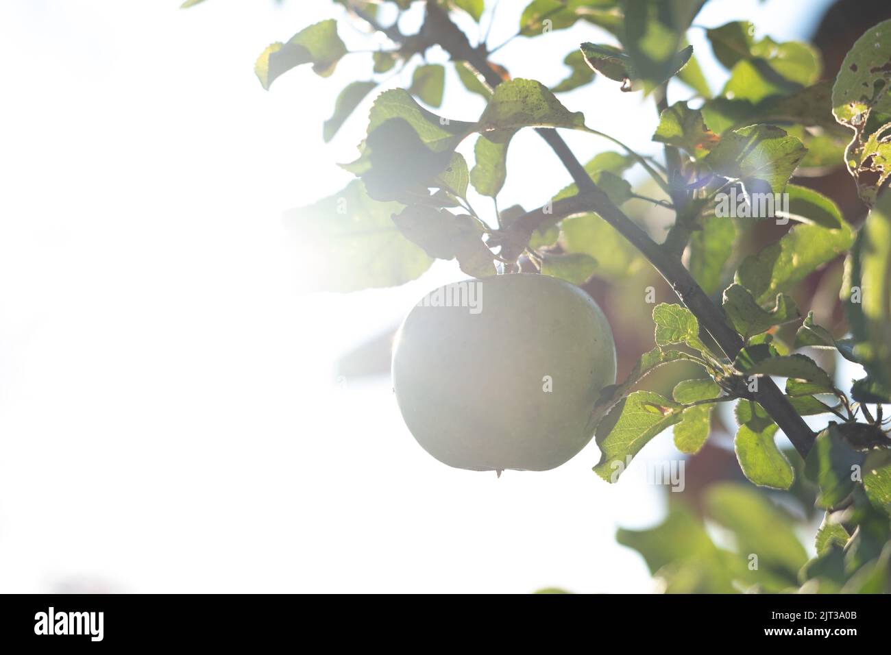 High stem apple tree hi-res stock photography and images - Alamy