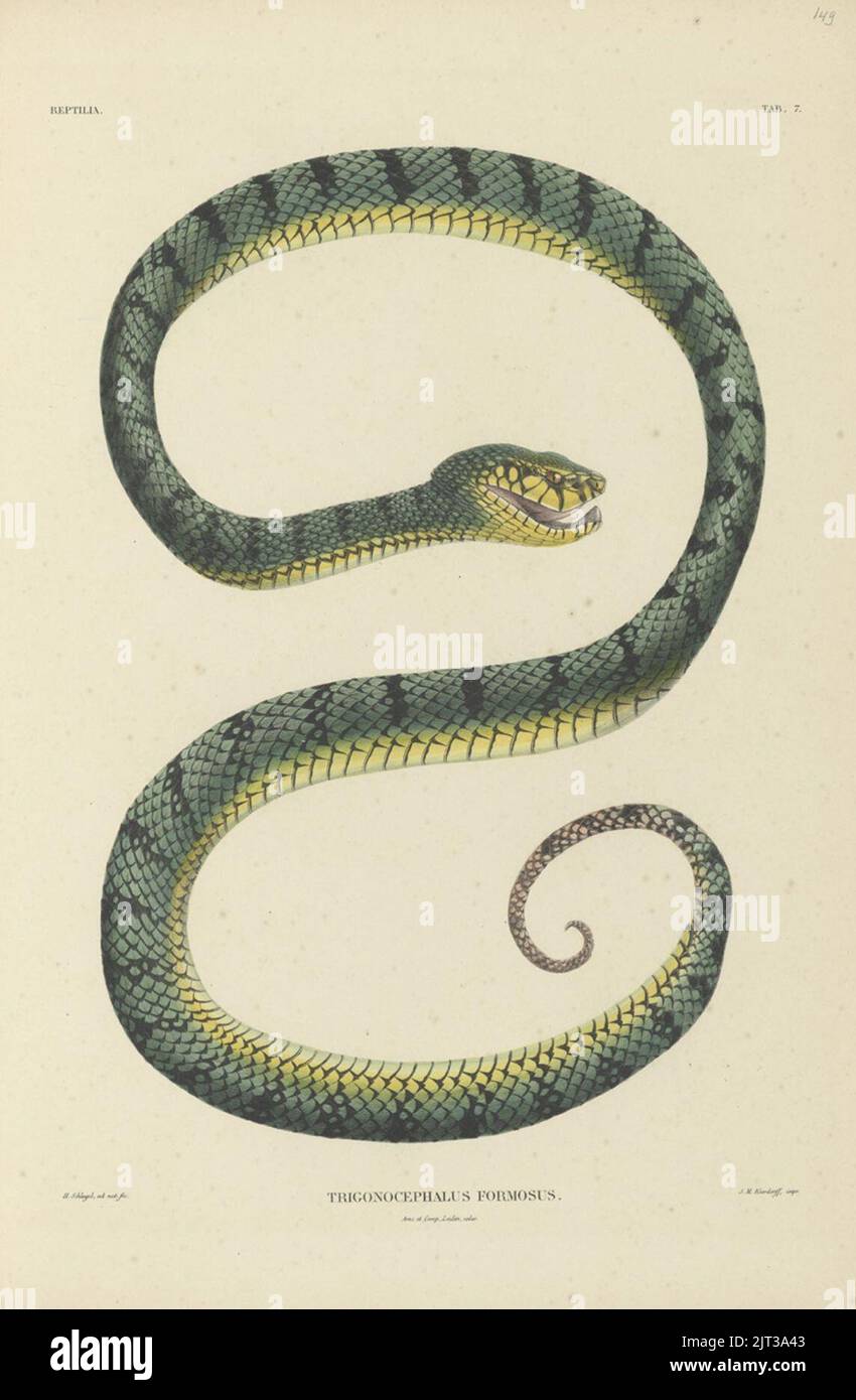 Trigonocephalus hi-res stock photography and images - Alamy