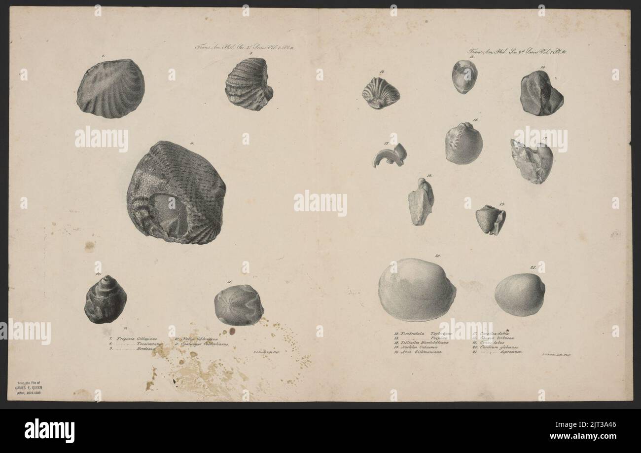 Trigonia Gibboniana Terebratula Tayloriana - - P.S. Duval Lith. Phila ...