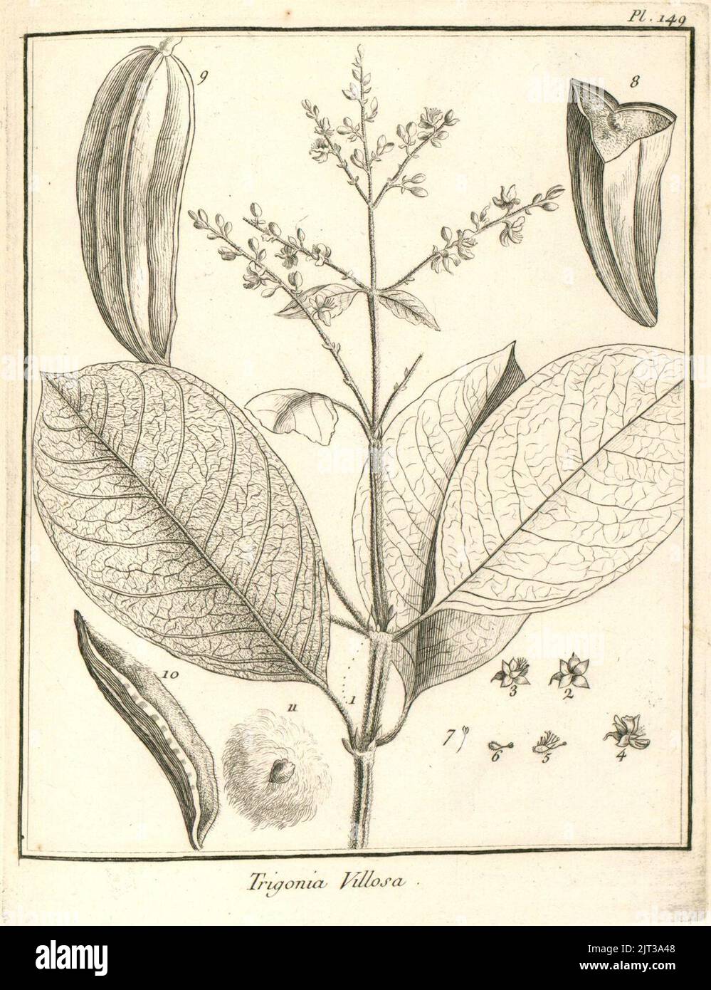 Trigonia villosa Aublet (1775) pl.149 Stock Photo - Alamy