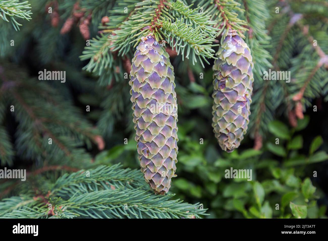 Close-up photo of young spruce cones on branches with resin in the forest Stock Photo - Alamy