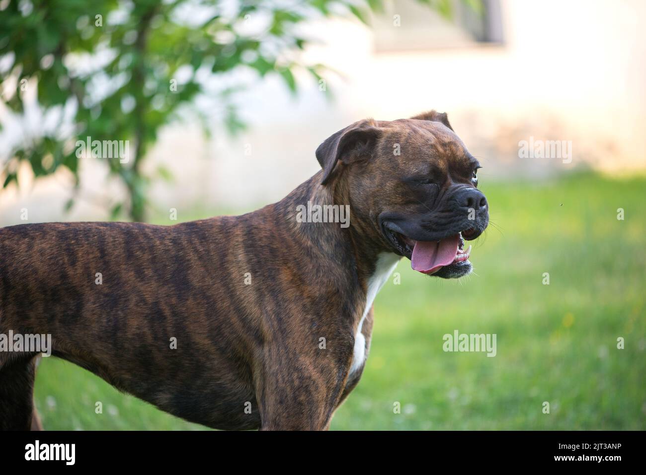 The Boxer-breed dog playing in the yard, close-up Stock Photo - Alamy