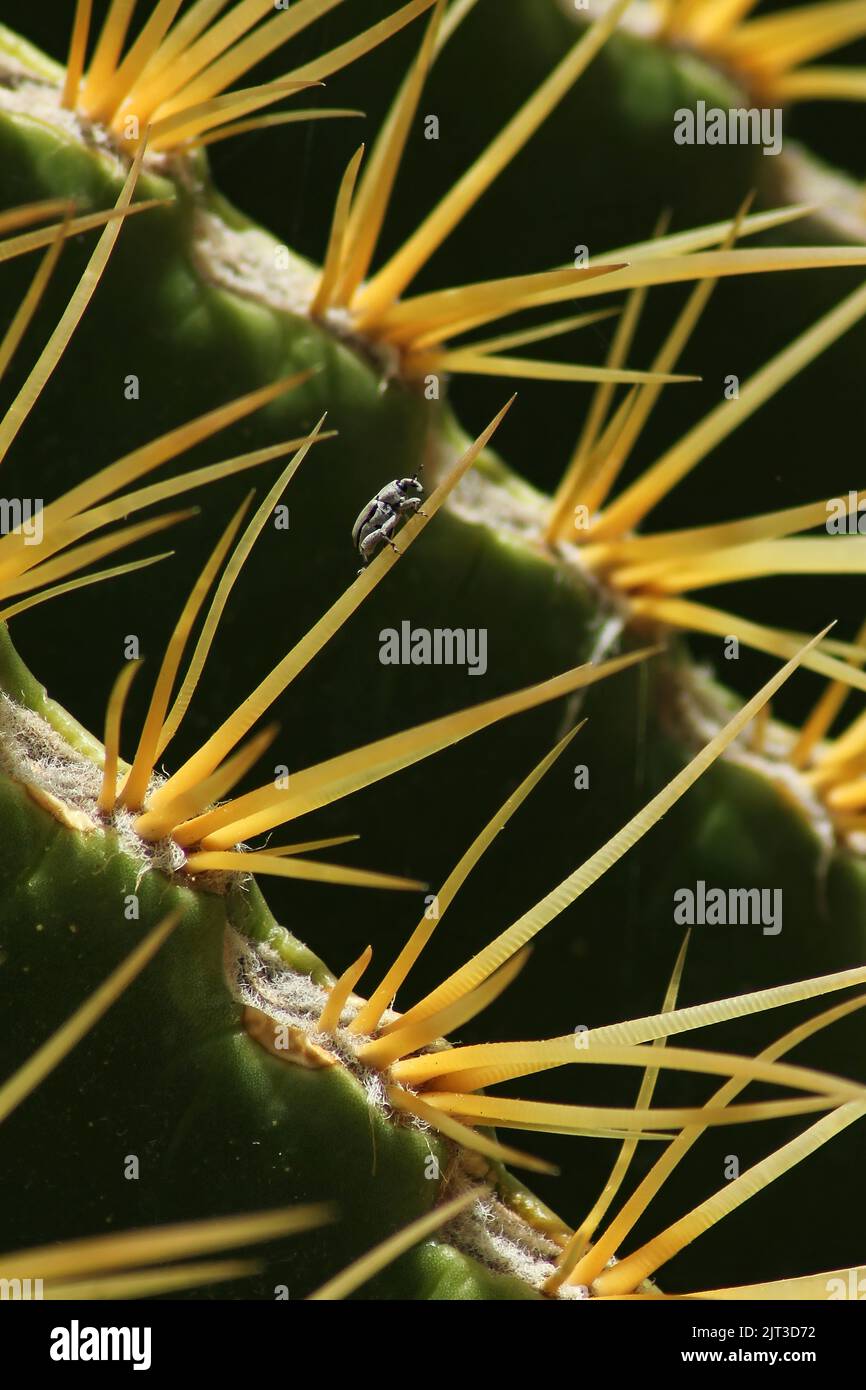 Spine decoration hi-res stock photography and images - Alamy