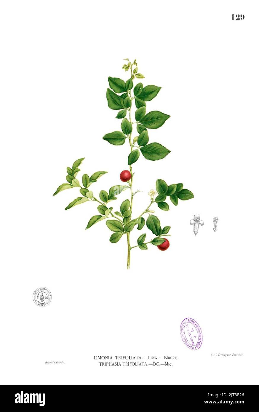 Triphasia trifolia Blanco1.129 Stock Photo - Alamy