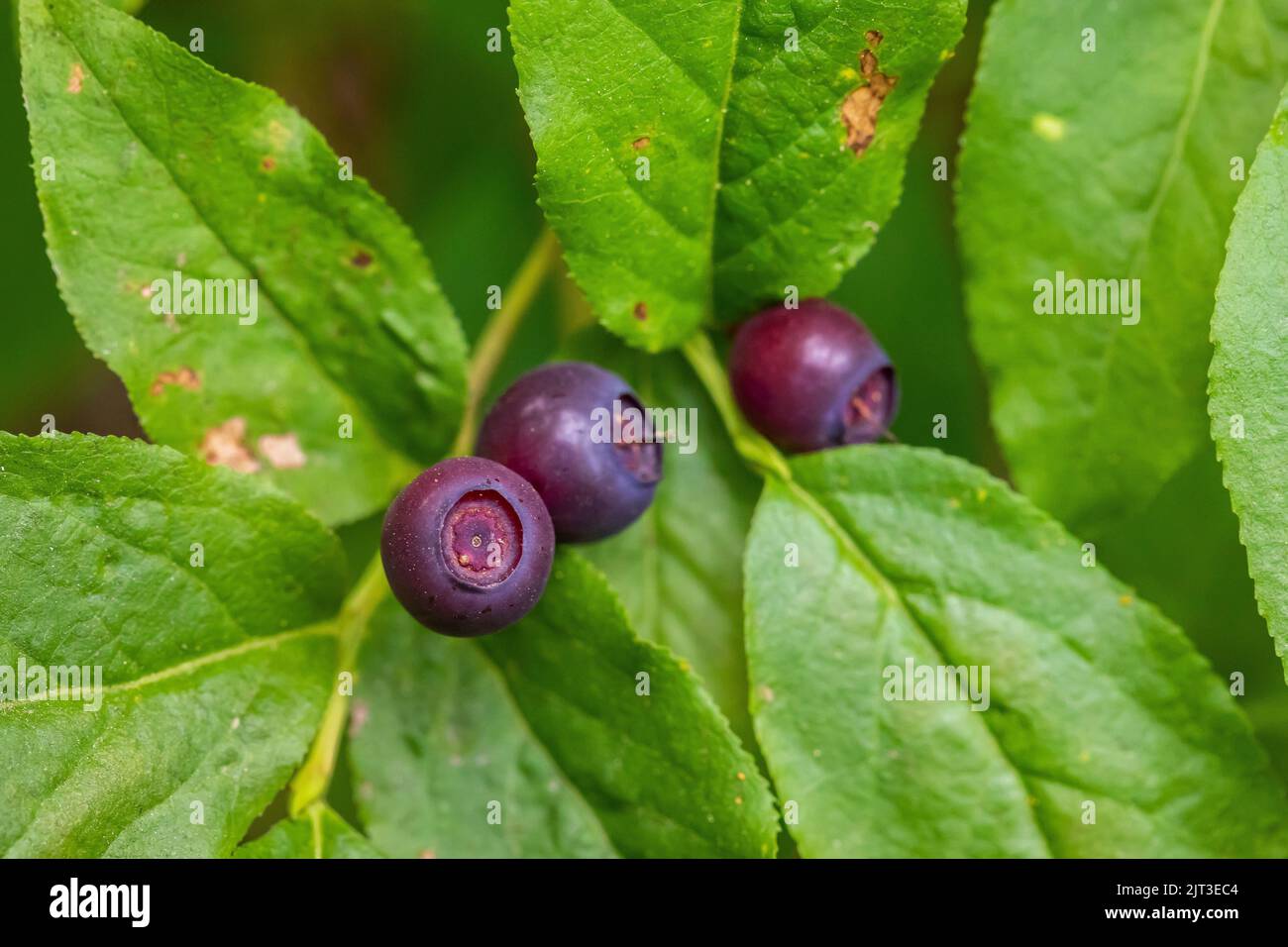Tall Huckleberry, Vaccinium membranaceum, berries on Evergreen Mountain ...