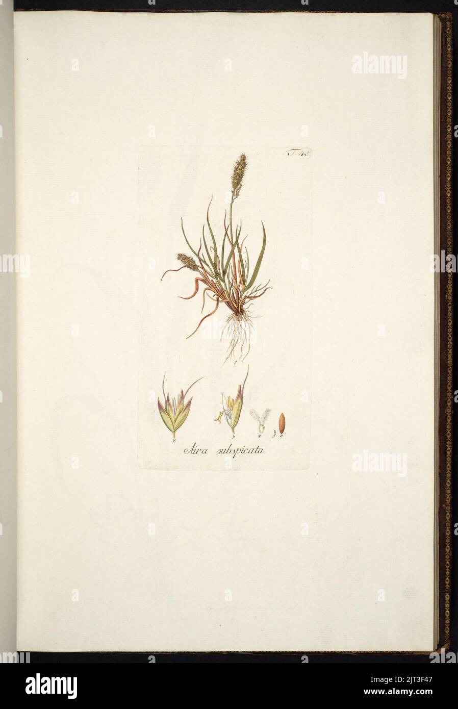 Trisetum spicatum illustration (01 Stock Photo - Alamy