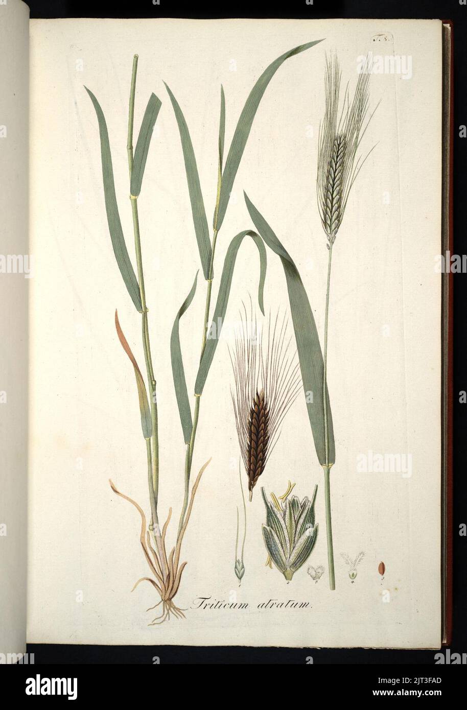 Triticum durum illustration (03 Stock Photo - Alamy