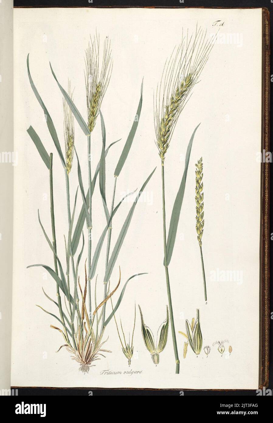 Triticum aestivum illustration (01 Stock Photo - Alamy