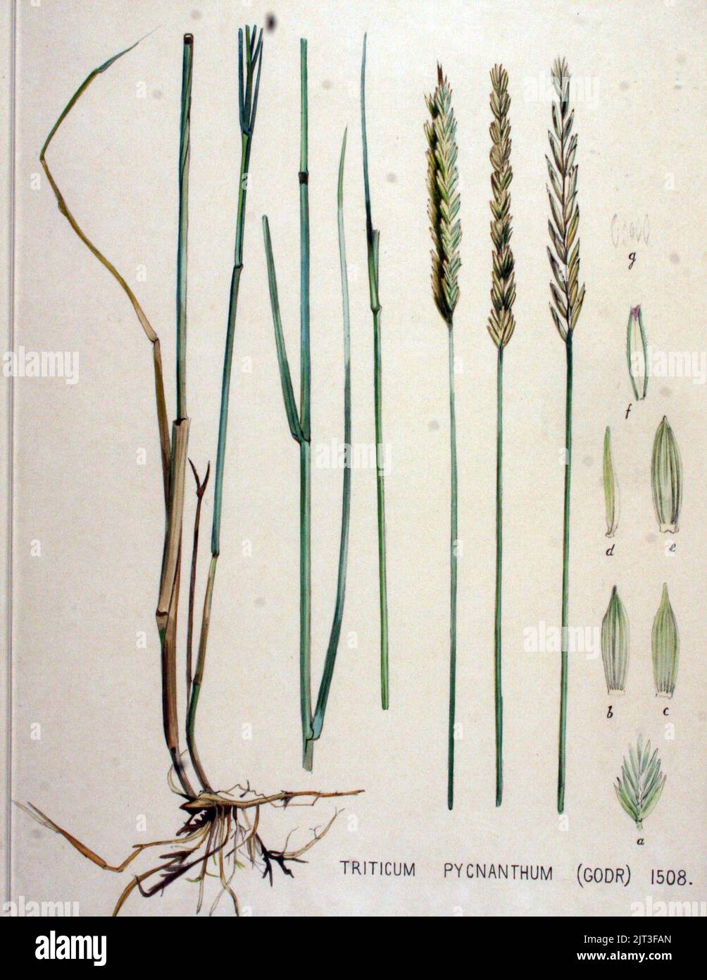 Triticum pycnanthum — Flora Batava — Volume v19 Stock Photo - Alamy