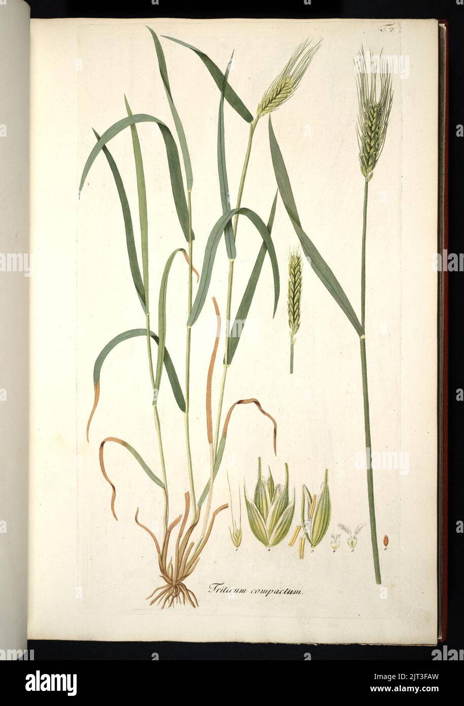 Triticum compactum illustration (02 Stock Photo - Alamy