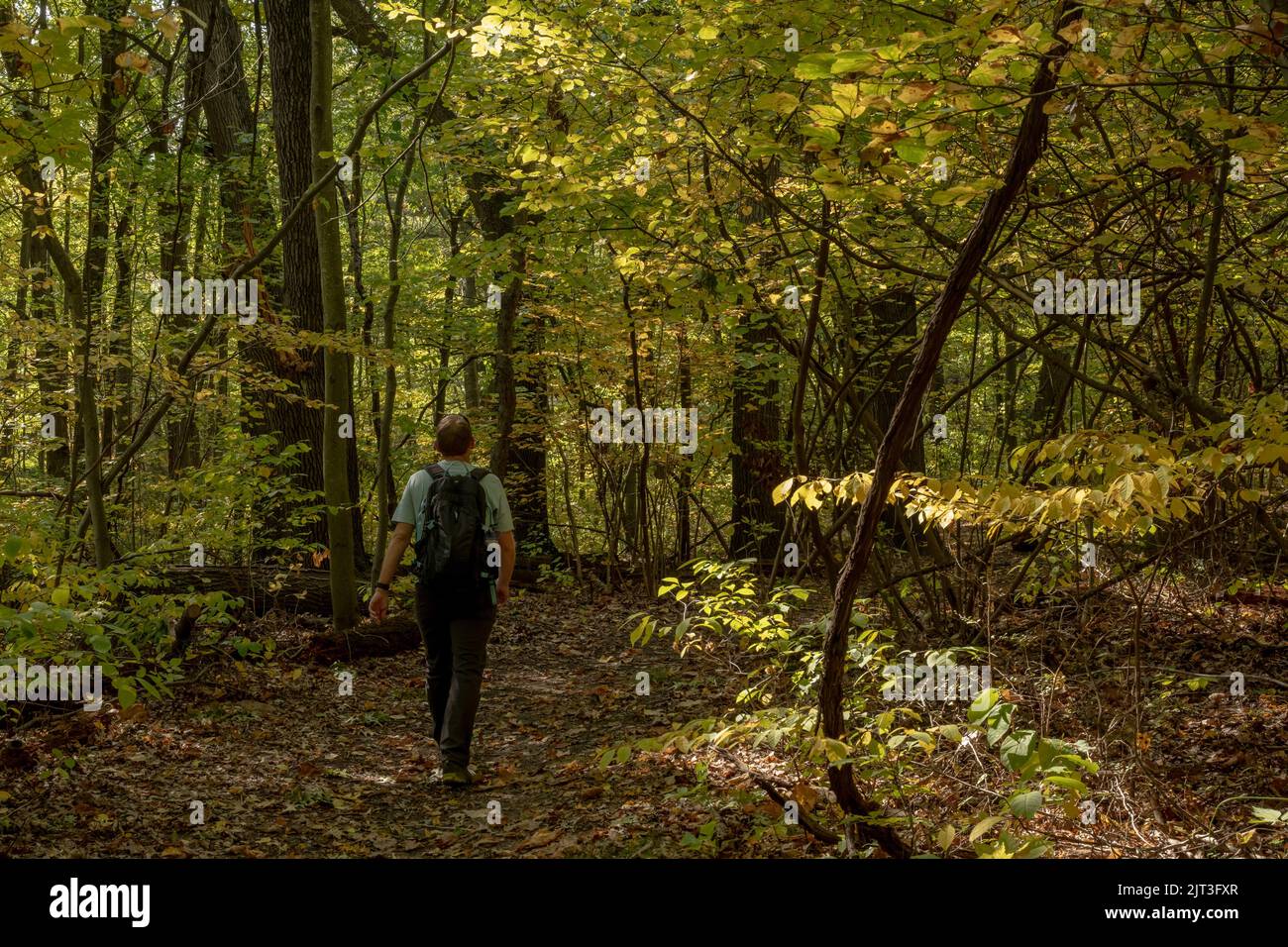 Man Hikes Through Forest in Early Fall through Indiana Dunes National ...