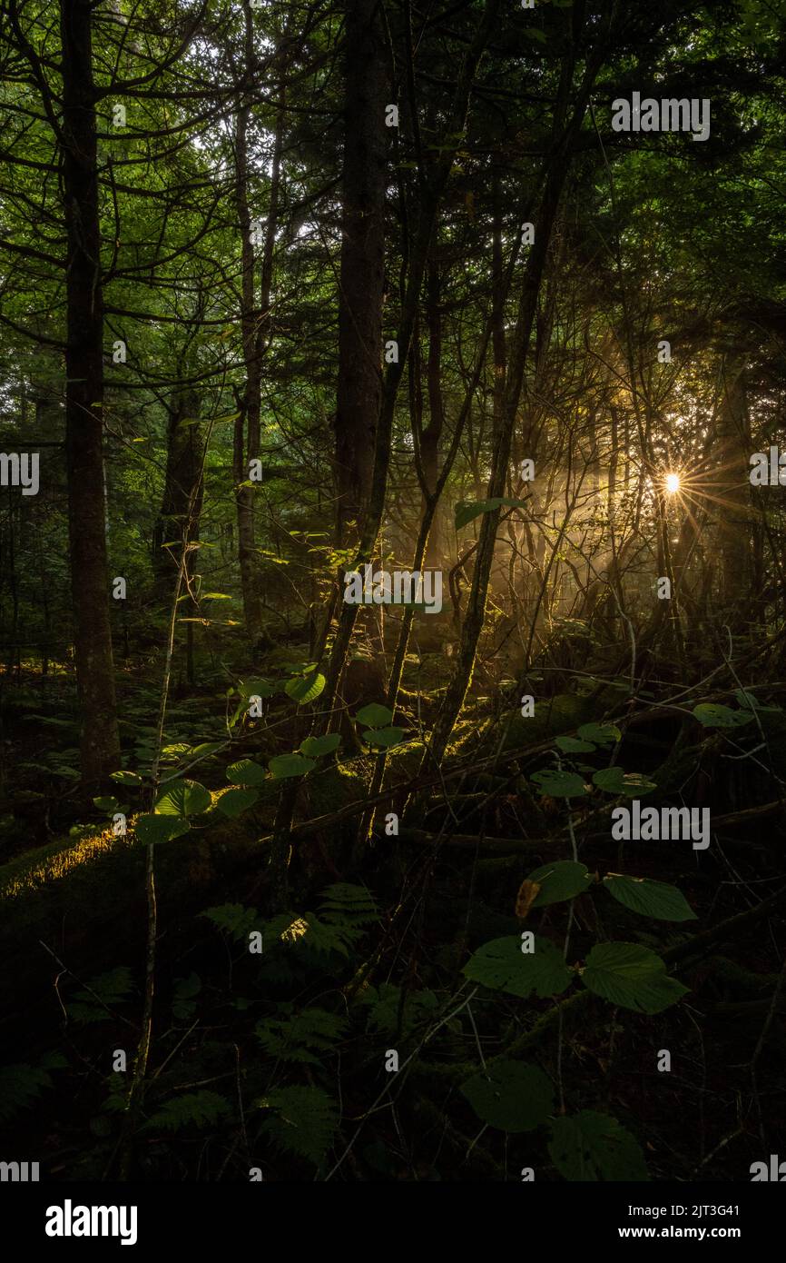 Morning Sunburst Brings The Day To A Dark Forest in Great Smoky ...