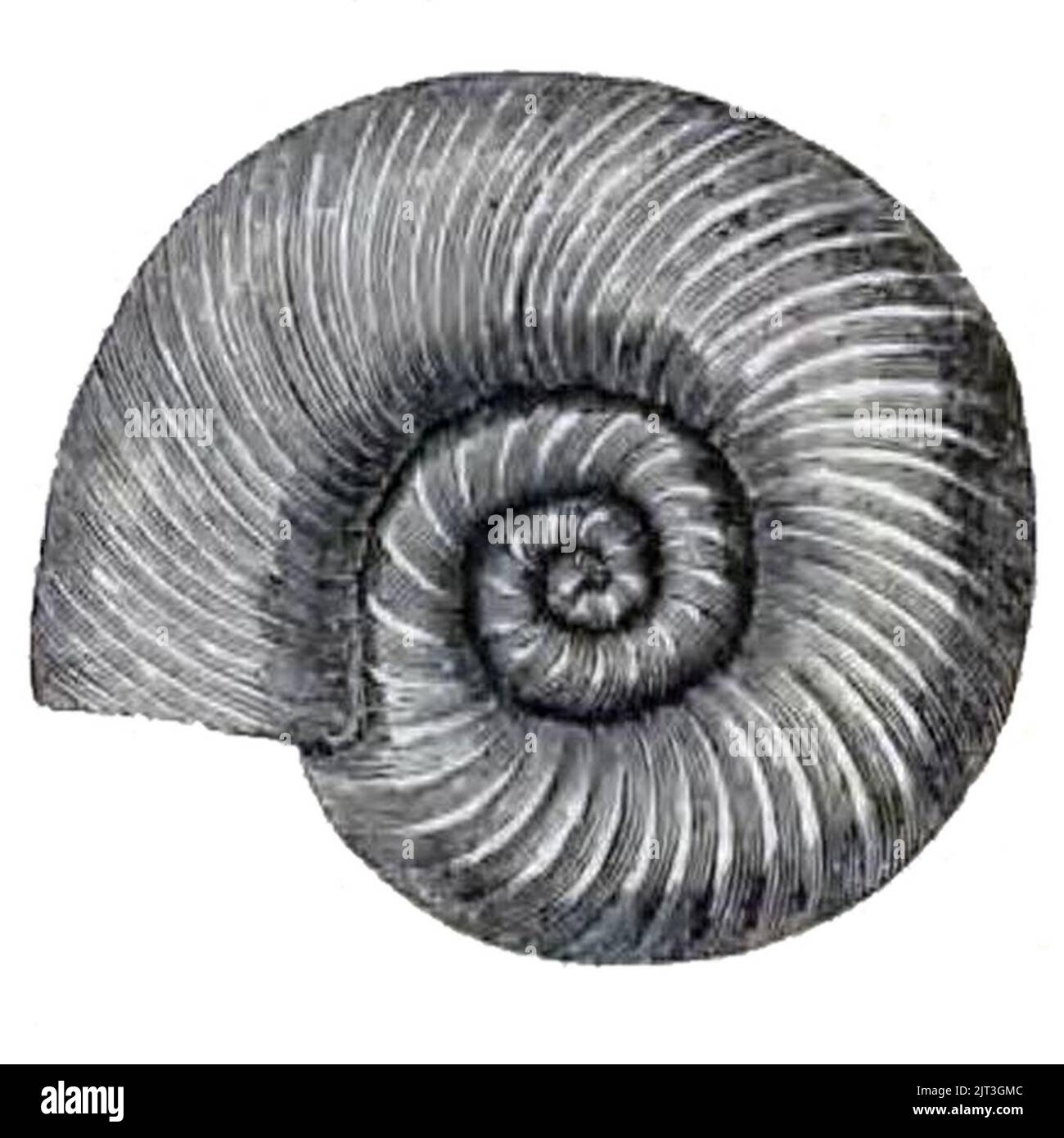 Ammonius hi-res stock photography and images - Alamy