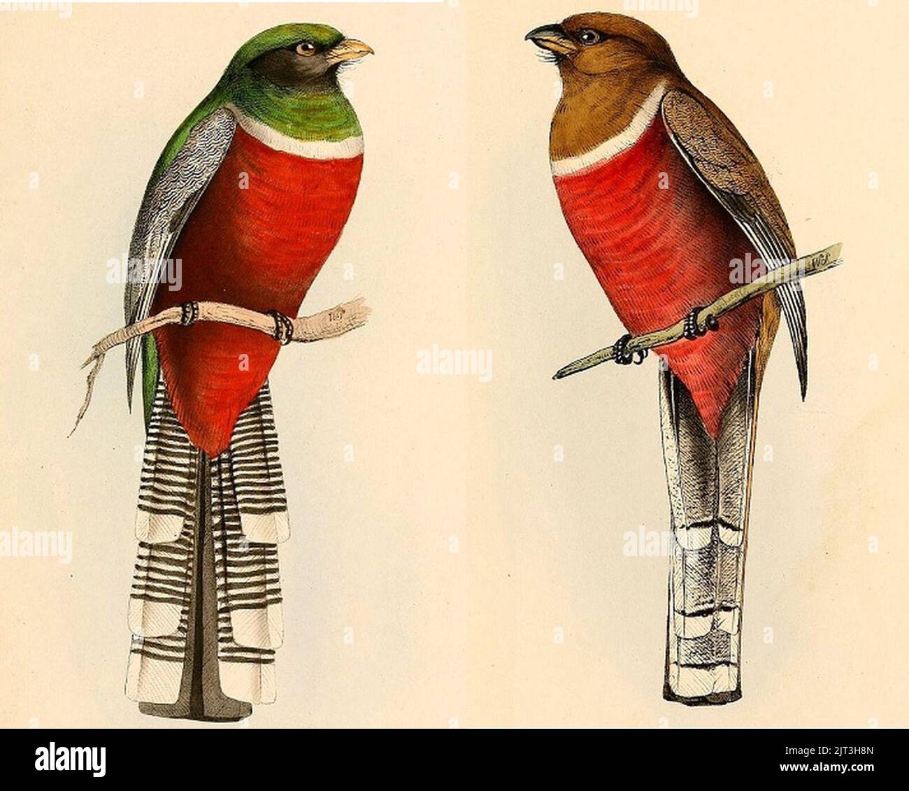 Trogon collaris (male and female Stock Photo - Alamy