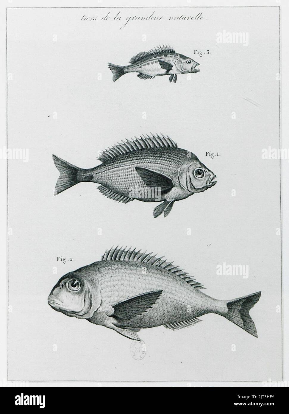 Trois poisons- Fig 1 Mélanouri Fig 2 Skatari Fig 3 Serran - Sonnini De ...