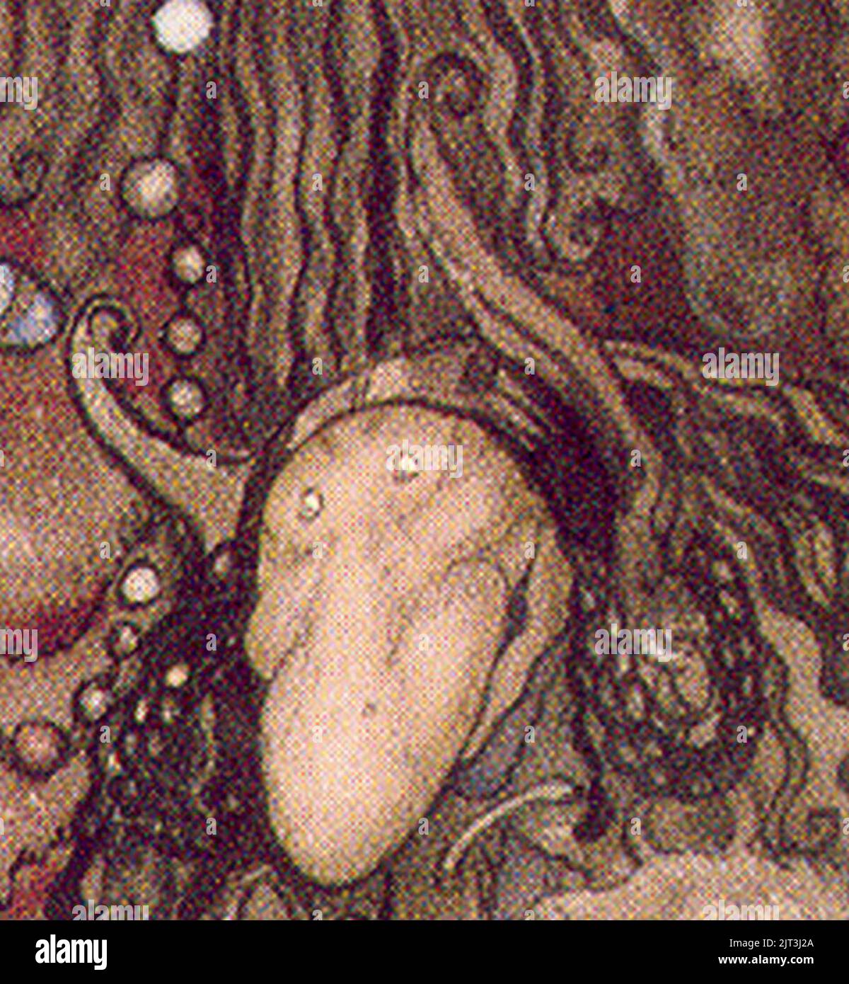 Troll head 2 Stock Photo - Alamy