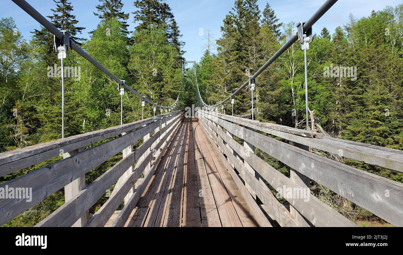 The wooden bridge connecting the two part of the forest Stock Photo - Alamy The wooden bridge connecting the two part of the forest Stock Photo - Alamy