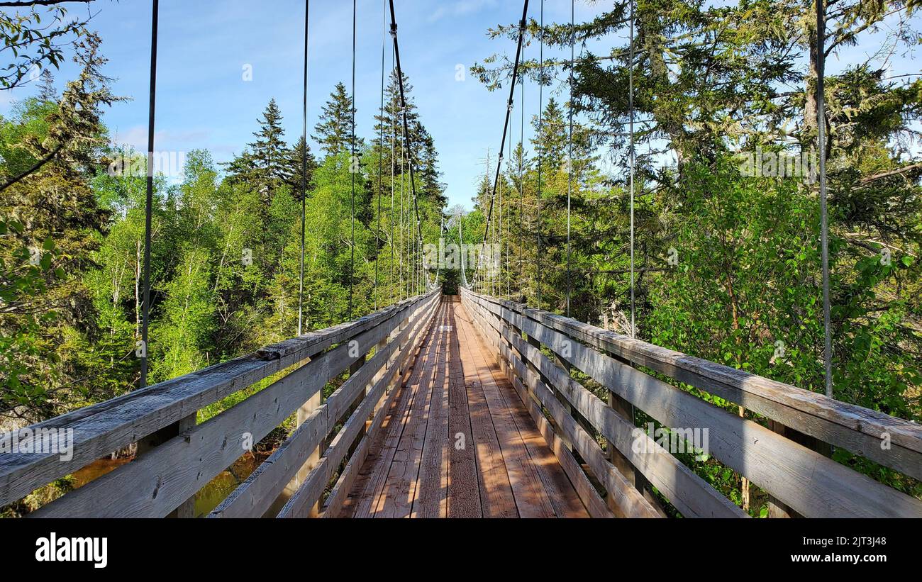 The wooden bridge connecting two parts of the forest Stock Photo - Alamy