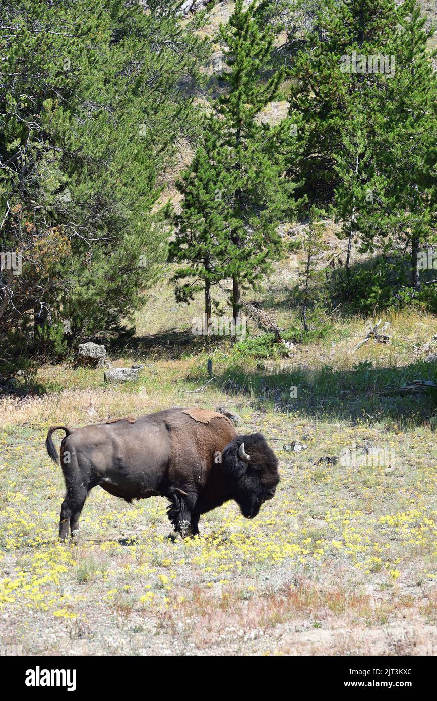 Yellowstone National Park buffalo or bison Stock Photo - Alamy