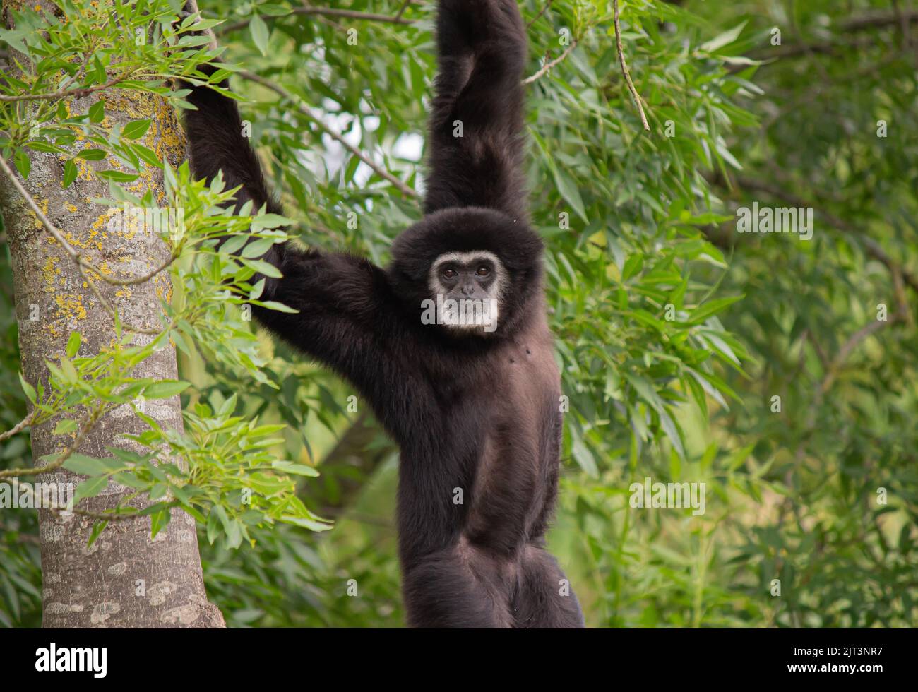 A black gibbon hanging from a tree branch by its strong furry arms in a ...