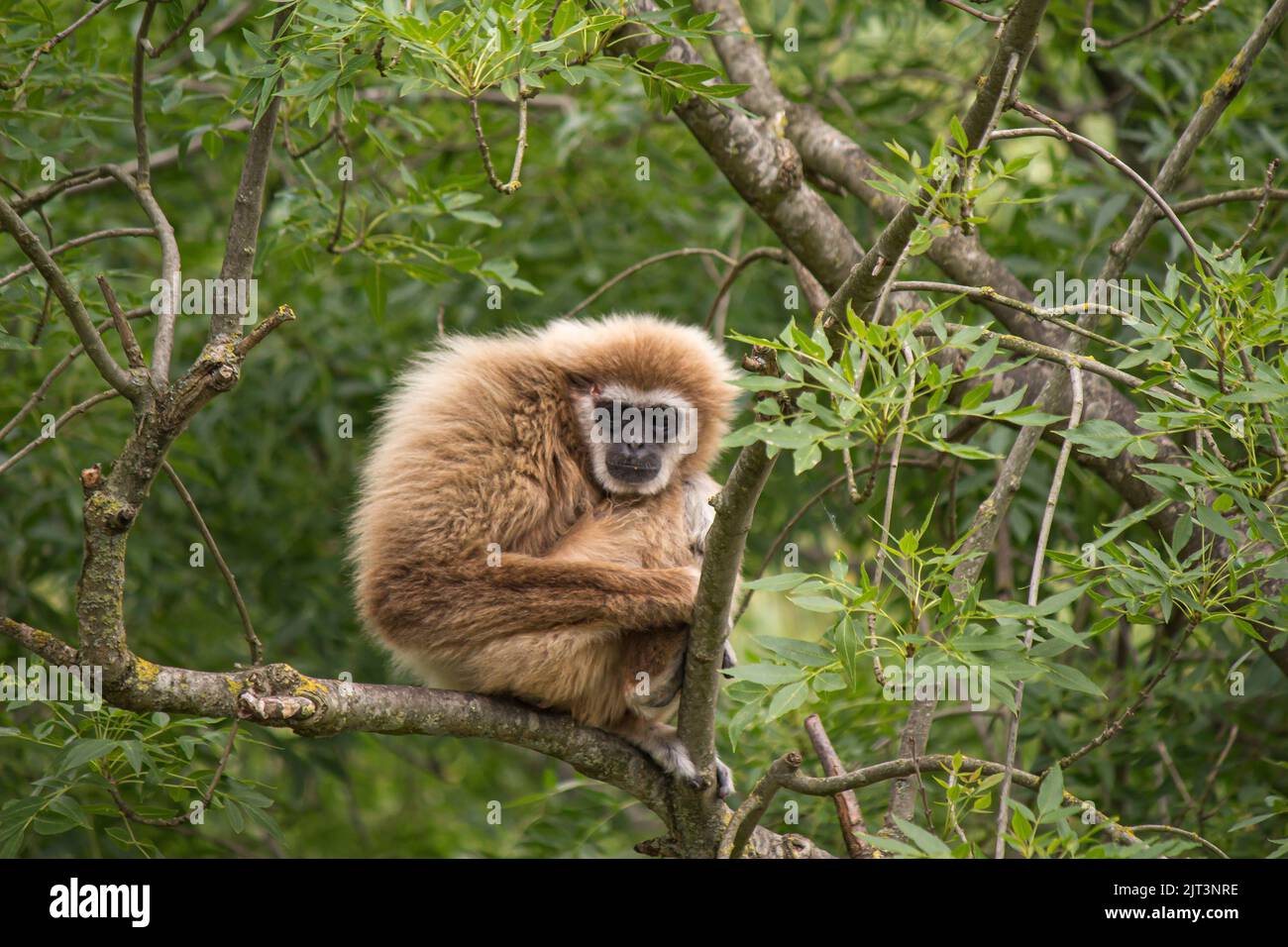 Scared monkey forest hi-res stock photography and images - Alamy