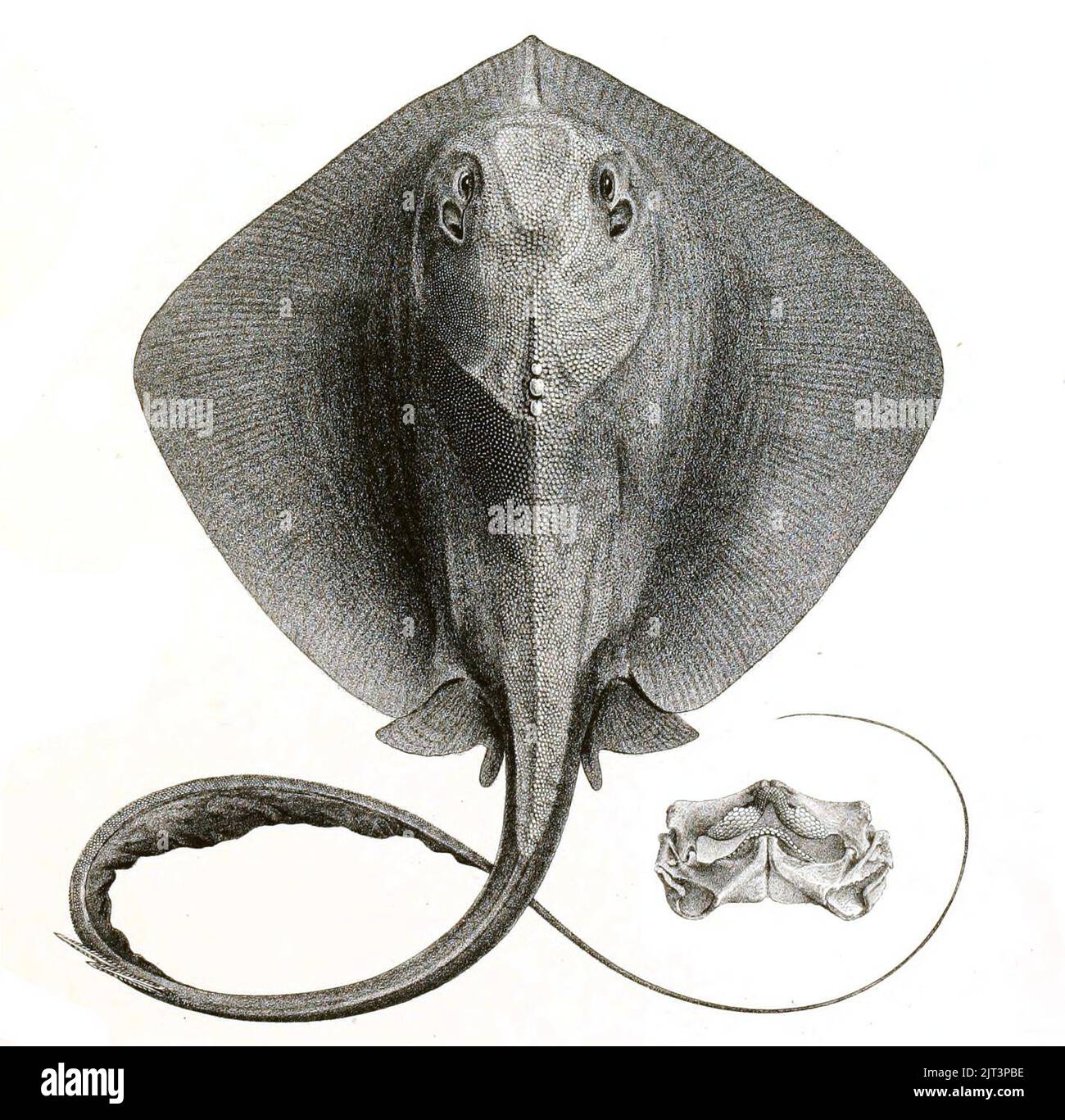 Sephen hi-res stock photography and images - Alamy