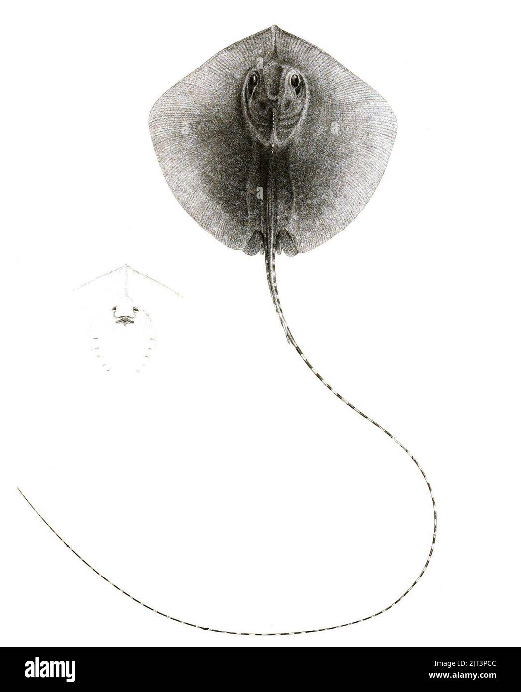 Trygon Cut Out Stock Images & Pictures - Alamy