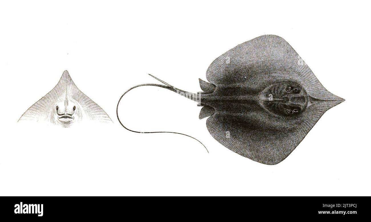 Trygon Cut Out Stock Images & Pictures - Alamy