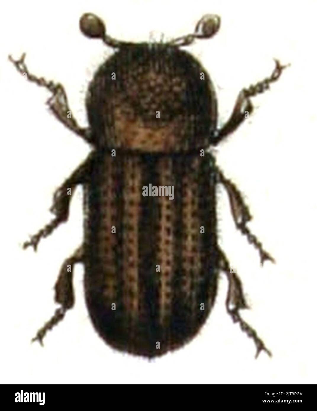 Trypodendron lineatum hi-res stock photography and images - Alamy