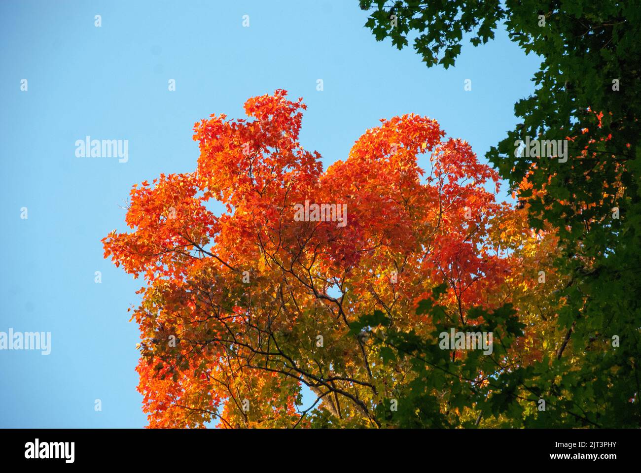 Fall in Drummond park, Quebec, Canada Stock Photo - Alamy