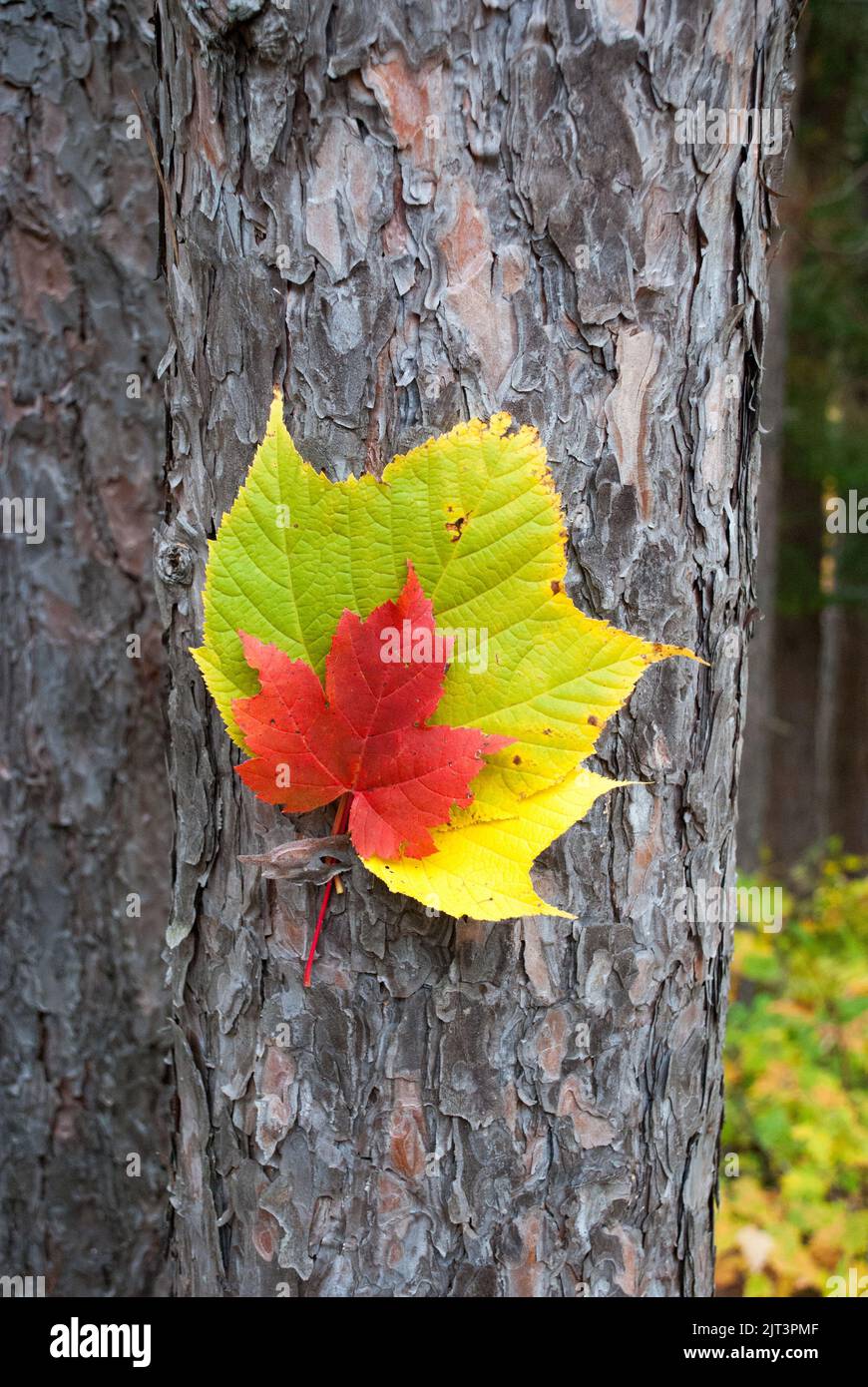Canadian forest in fall, Saint-Adolphe-d'Howard, Quebec, Canada Stock ...