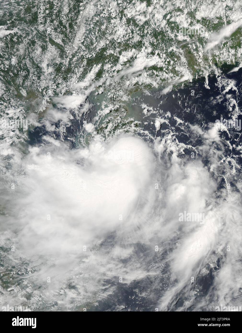 Toraji hi-res stock photography and images - Alamy