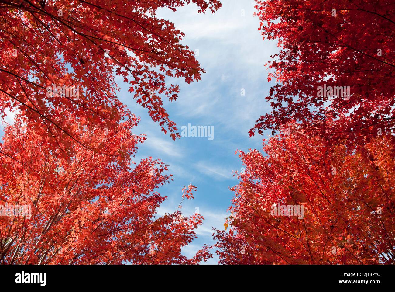 Autumn maple leaves Montreal, Quebec, Canada Stock Photo - Alamy