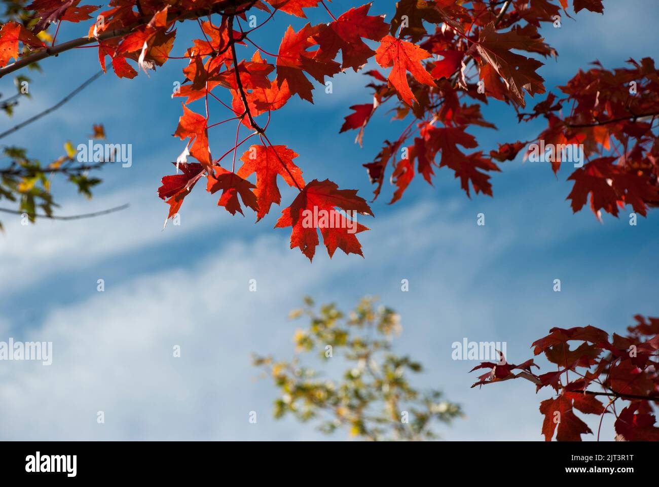 Autumn maple leaves Montreal, Quebec, Canada Stock Photo - Alamy