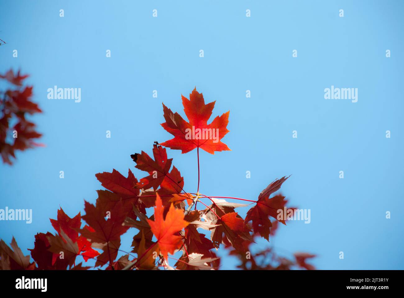 Autumn maple leaves Montreal, Quebec, Canada Stock Photo - Alamy