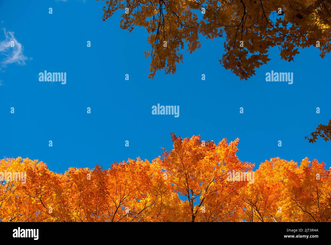 Fall foliage Mont-Saint-Bruno, Quebec, Canada Stock Photo - Alamy
